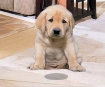 Puppy Training | PuppyK